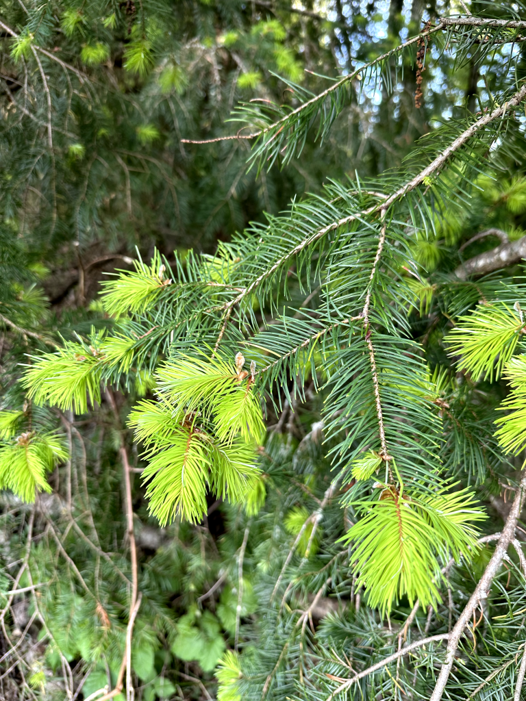 Douglas Fir Identification: A Complete Guide