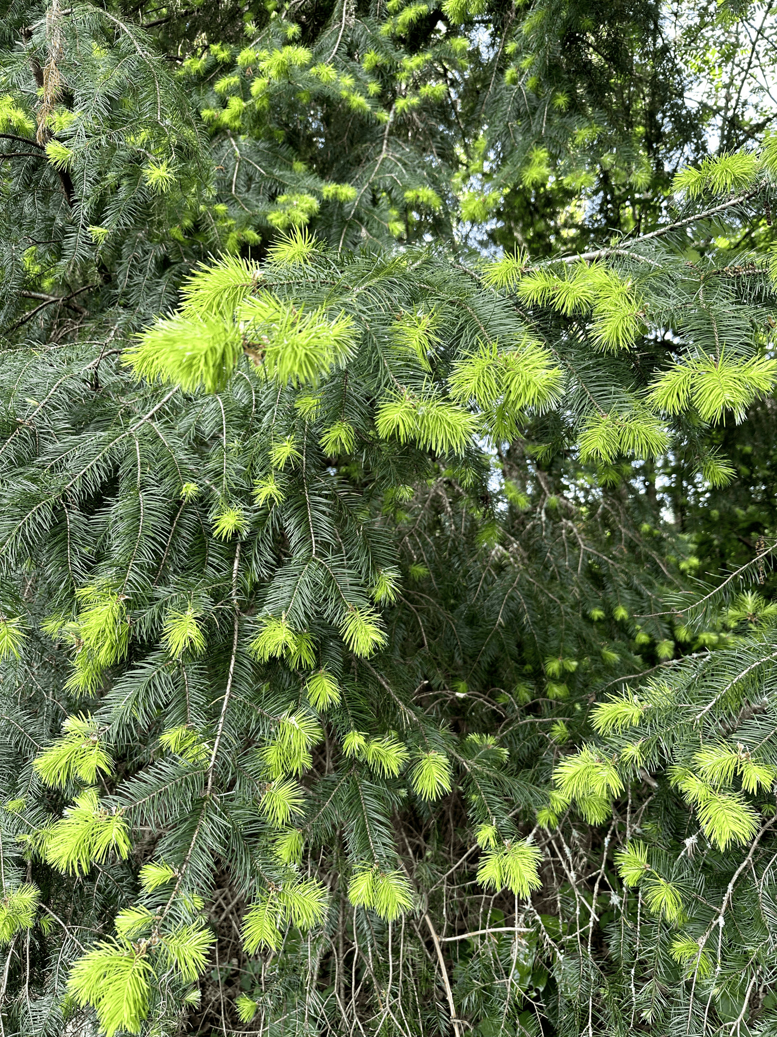 Douglas Fir Identification A Complete Guide