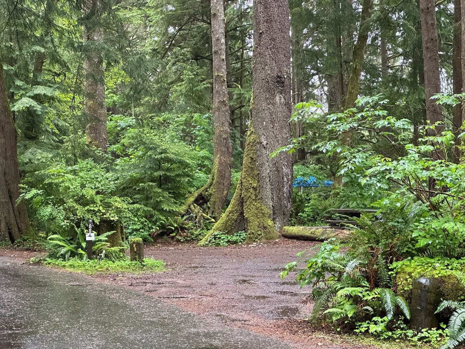 Explore Mora Campground: Essential Family's Guide And Tips