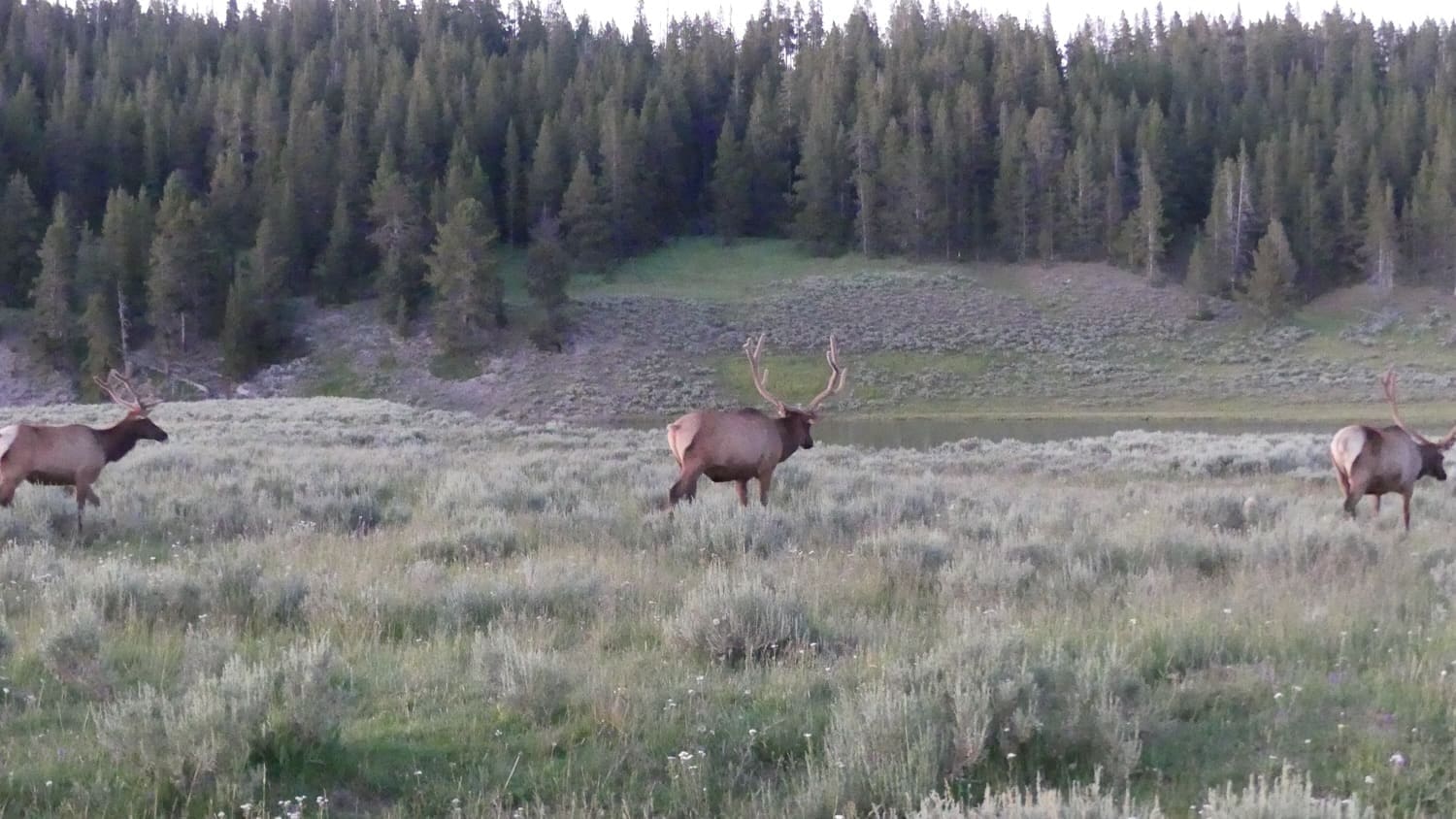 Spotlight: Where To See Roosevelt Elk In Washington