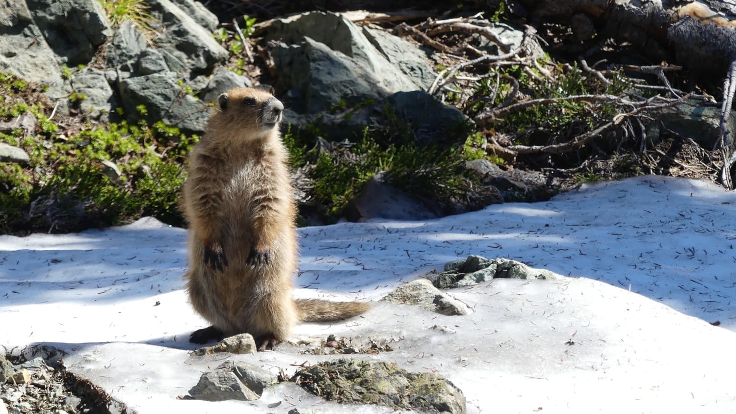 Spotlight: The Olympic Marmot And Its Habitat