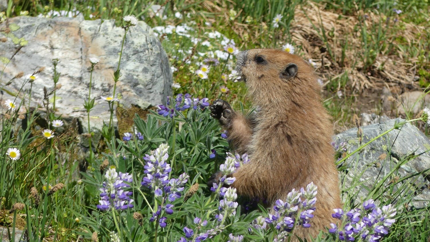 Spotlight: The Olympic Marmot And Its Habitat